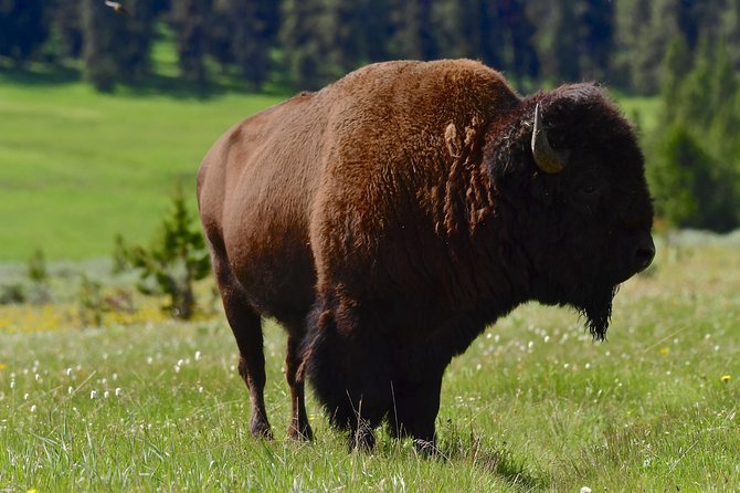 Private Yellowstone Wolf Watching & Wildlife Safari + Lunch - Booking Information and Customer Reviews