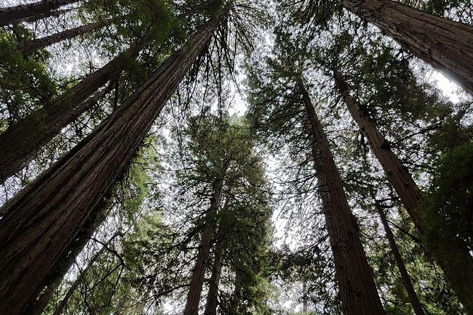 San Francisco: Guided Tour of Coastal Redwoods & Wine Country - Who Should Consider This Tour?