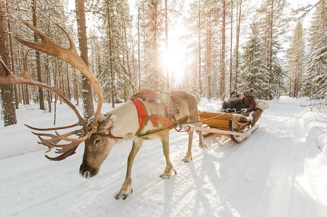 Santas Reindeer & Husky Safari + Santas Pets + Aurora Hunt! - Accessibility