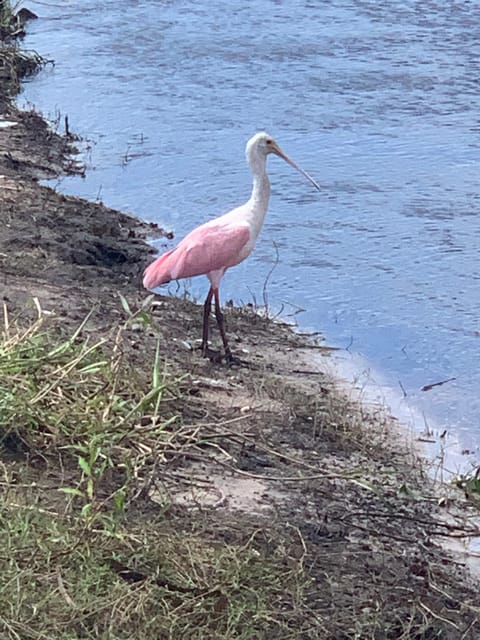 Sarasota: Myakka State Park E-bike Safari Experience - What Previous Travelers Are Saying