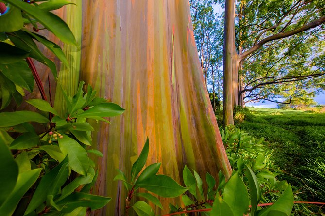 Shaka Guide Maui Classic Road to Hana Audio Driving Tour - User Feedback and Ratings