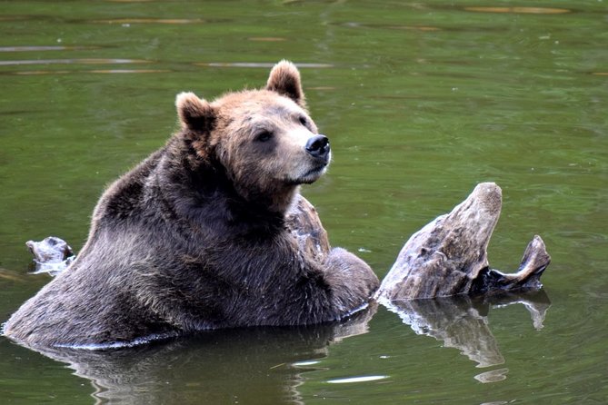 Simply Amazing Sitka Tour: Fortress of the Bear, Alaska Raptor, & Totems - Important Information for Tour Participants