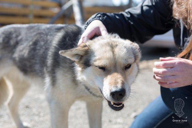 Sled Dog Adventure and Pan for Gold in the Yukon - Scenic Views Along the Way