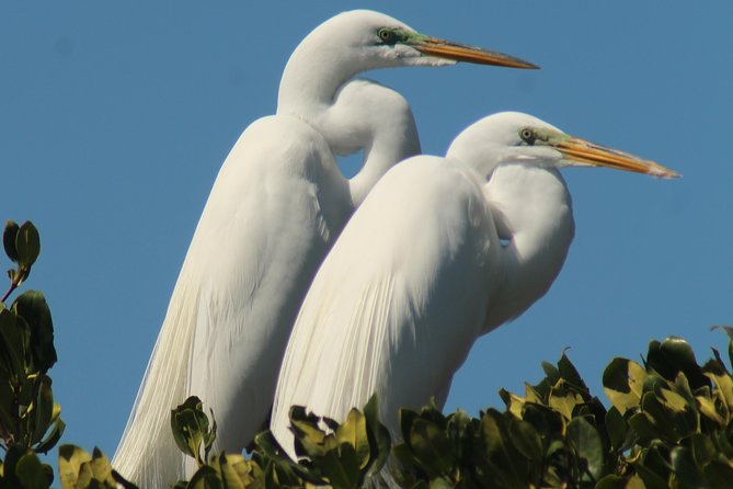 Small Group Boat, Kayak and Walking Guided Eco Tour in Everglades National Park - Accessibility and Physical Requirements