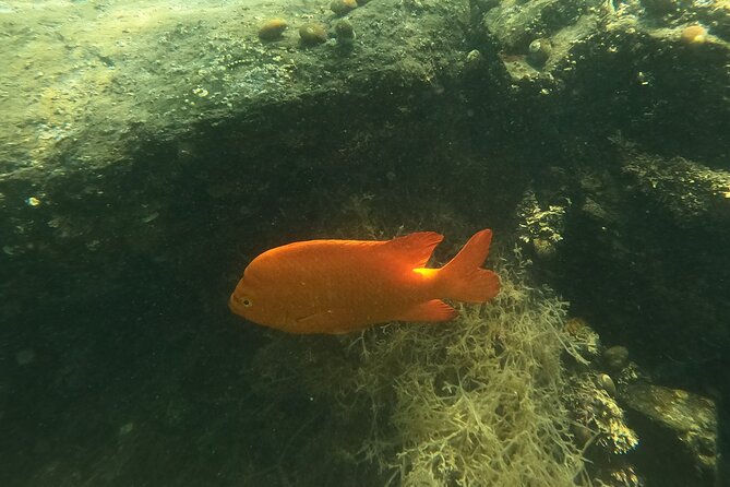 Snorkel San Diego's Mission Bay with a Marine Biologist - FAQ