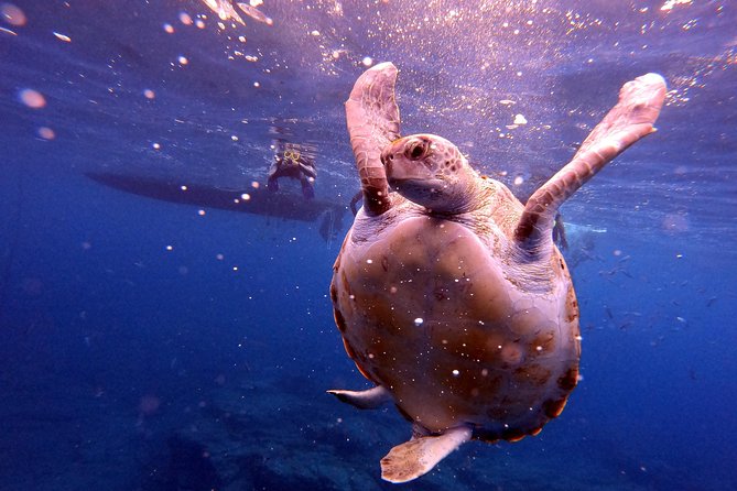Snorkeling and Boat Tour in a Turtle Area - Customer Experiences and Feedback
