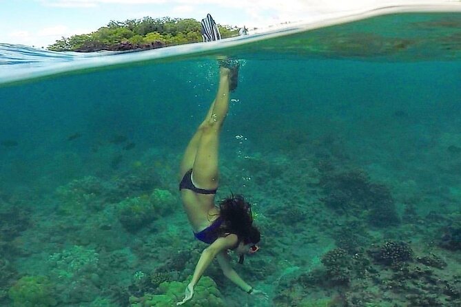 South Maui Kayak and Snorkel Tour With Turtles - Customer Experiences and Feedback