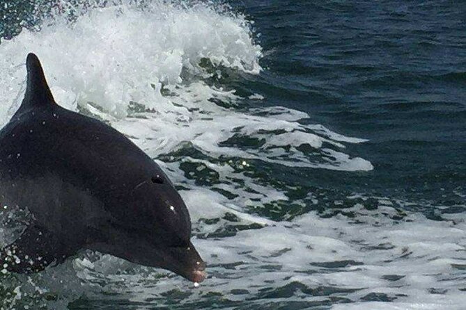 Sunset Dolphin Cruise with Sanibel Lighthouse Views - FAQs