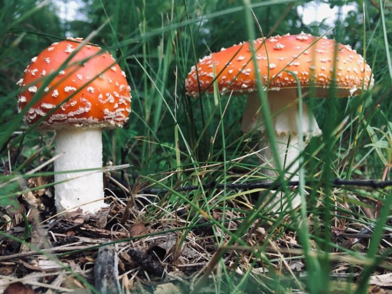 Talkeetna: The Reindeer Grove Homestead Tour and Forage - FAQ