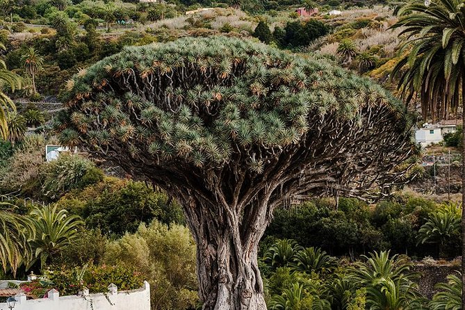 Tenerife Grand Tour: Including Teide National Park and Masca - Pickup and Accessibility Information