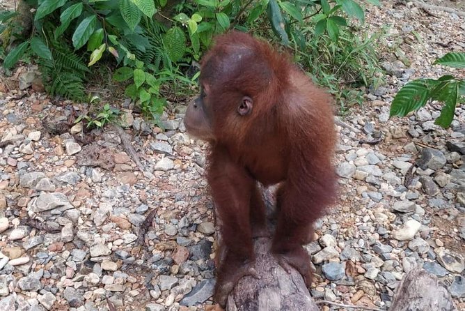 TOUR PACKAGE (jungle trekking, taxi, Room) 4 DAYS 3 NIGHTS in BUKIT LAWANG - The Food and Accommodation Experience