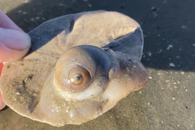 Vanishing Mile Isle Beachcomber Tour - Customer Feedback and Reviews