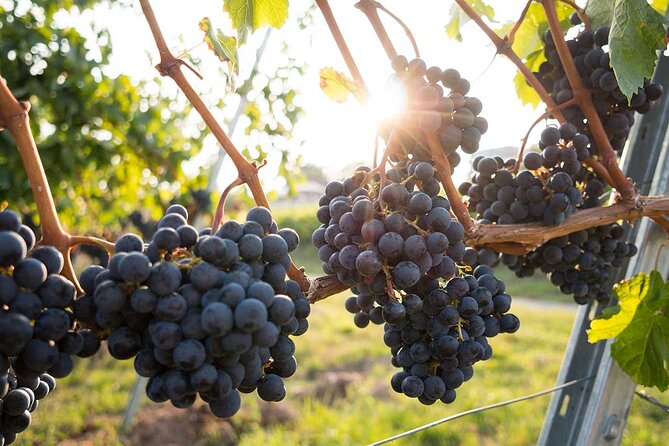 VIP Full Day Wineries Tour From Istanbul - Customer Reviews and Recommendations