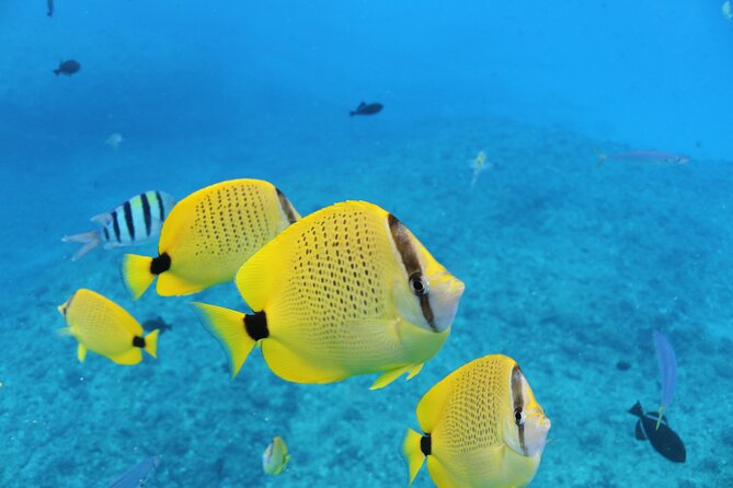Waikiki Turtle Canyon Snorkeling With Lunch and Hula Show - Meeting Point and Transportation Details