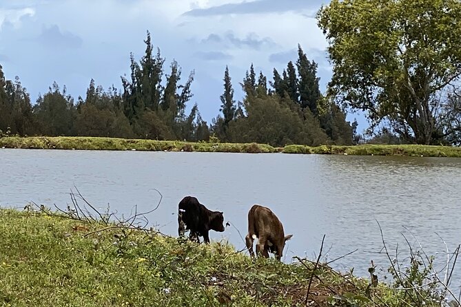 Waipi’o on Horseback: Mountain Ocean Views Working Cattle Ranch - FAQ