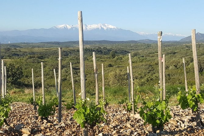 Walks in the Heart of the Secret Vineyards Around Collioure, Tastings - Frequently Asked Questions