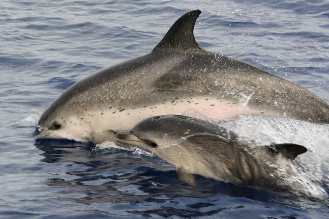 Whale and Dolphin Watching Tour on Pico Island - Safety Precautions