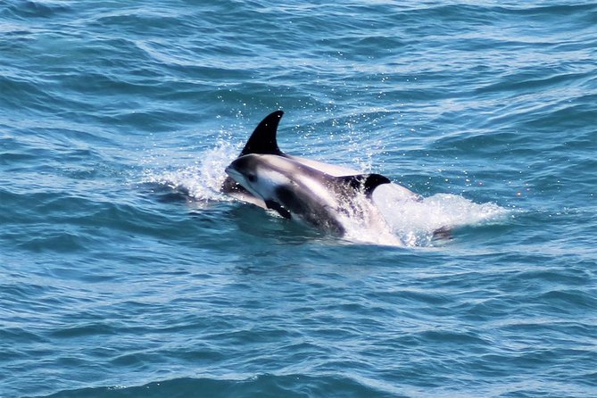 Whale Watching and Northern Lights Half-Day Combo Tour - Northern Lights Viewing Expectations
