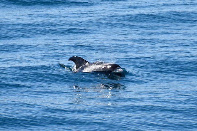 Whale-Watching Boat Tour With Expert Guide From Reykjavik - Accessibility and Weather Considerations