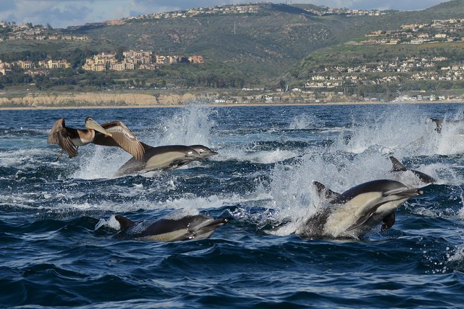 Whale-Watching Cruise From Newport Beach - Customer Feedback and Recommendations