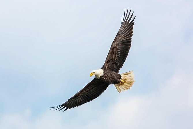 Wildlife Viewing and Whale Watching Quest - Weather Considerations and Cancellation Policy