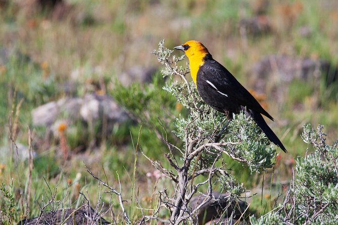 Yellowstone Wildlife Safari From Bozeman - Private Tour - Sustainable and Eco-Friendly Practices