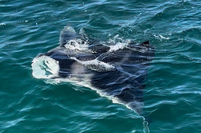 2 Hour Private Dolphin Sightseeing Tour - Final Thoughts