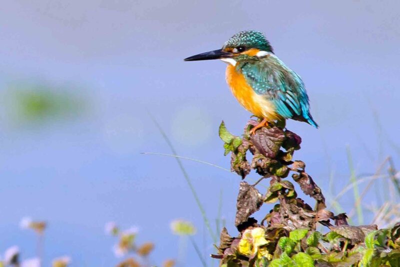 3 Nights 4 Days Chitwan National Park with Tower Night Stay - The Sum Up: Why This Tour Is a Great Choice