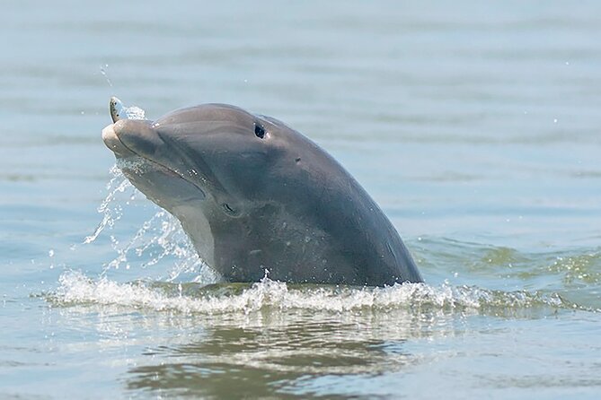 90 Minute Hilton Head Dolphin and Nature Cruise - Preparing for the Cruise