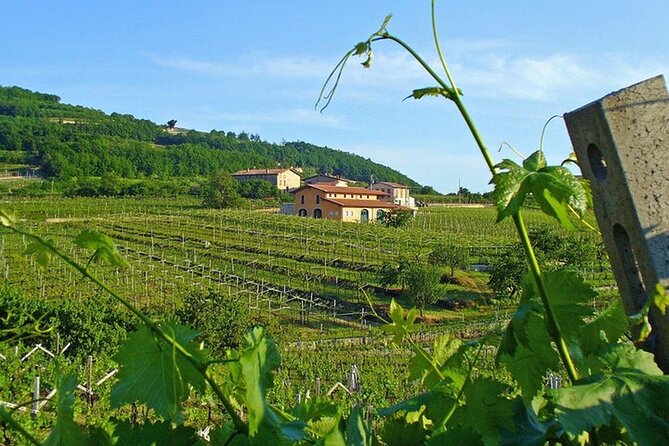 Amarone-Valpolicella Wine Tour - Visit Verona. From Venice - Lunch and Wine Tasting