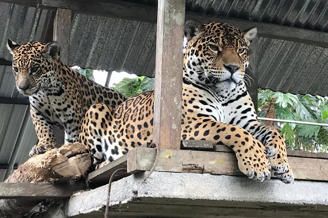 Amazon Tour in Ecuador: Puyo Day Trip From Baños - Cultural Immersion With Quechua Community