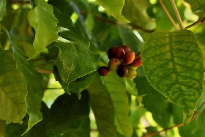 Award Winning Farm Tour: Coffee, Chocolate and Unique Gifts - Who Would Enjoy This Tour?