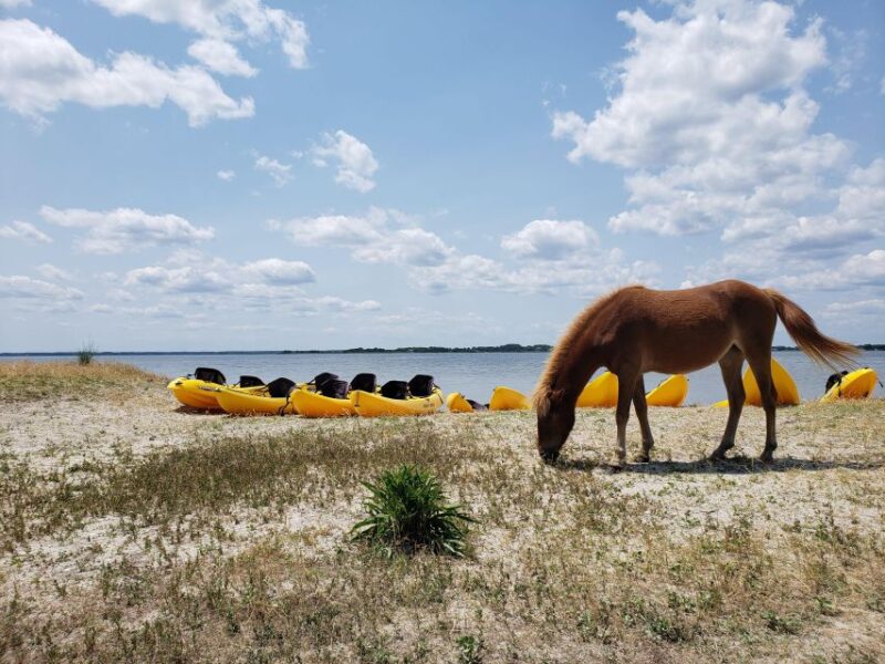 Berlin: Assateague Island Wildlife Discovery Kayak Tour - What People Are Saying
