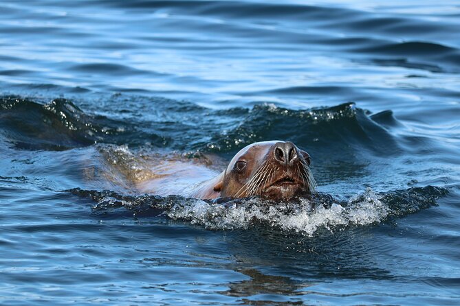 Best Whale Watching and Wildlife Shore Excursion in Sitka - Frequently Asked Questions