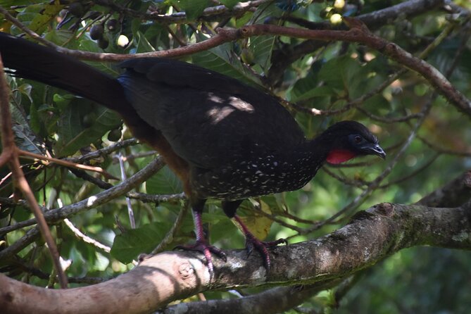 Bird Watching Tour in Monteverde - Recommendations and Feedback