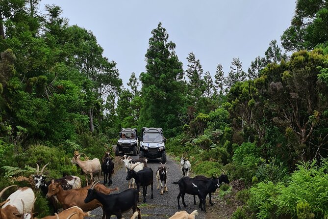 BUGGY TOUR - West / Center of the Island (Off-Road) - Tips for a Memorable Experience