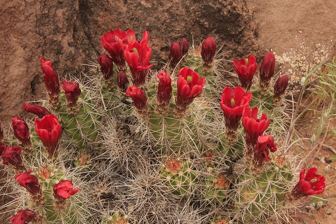 Canyonlands National Park Needles District by 4x4 - Who Should Consider This Tour?