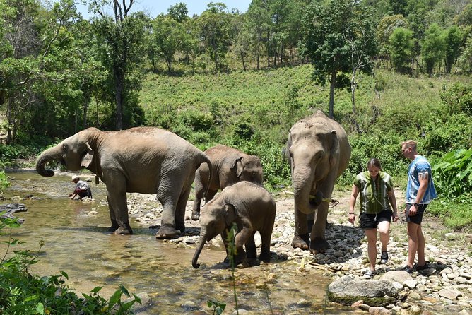 Care Pride Elephants: Full-Day Tour Experience - Final Thoughts