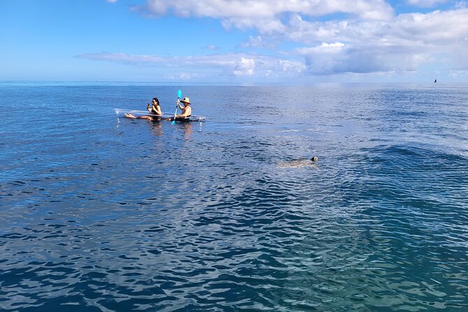 Clear Bottom Kayak - Guaranteed to See Turtles! - Frequently Asked Questions