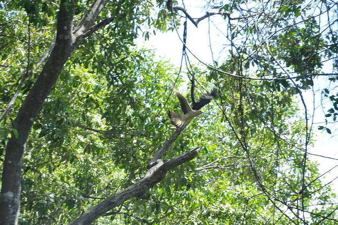 Damas Island Mangrove Boat Tour From Manuel Antonio - Customer Reviews and Feedback