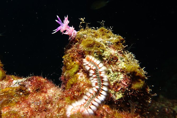 Discover the Underwater World of Lanzarote - Safety and Equipment