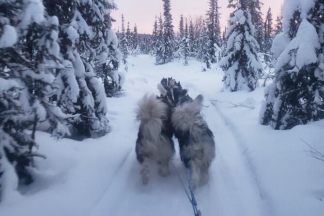 Dog Sled Adventure - Pricing and Cancellation Policy