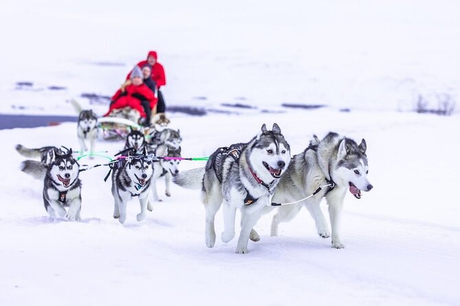 Dogsledding, Near Akureyri - Since You Asked