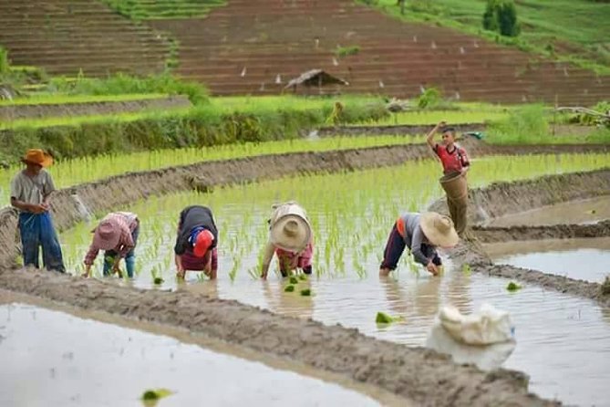 Doi inthanon National Park + 2Hour Fantastic Trekking with Lunch - Final Thoughts