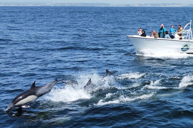 Dolphin & Whale Watching - Frequently Asked Questions