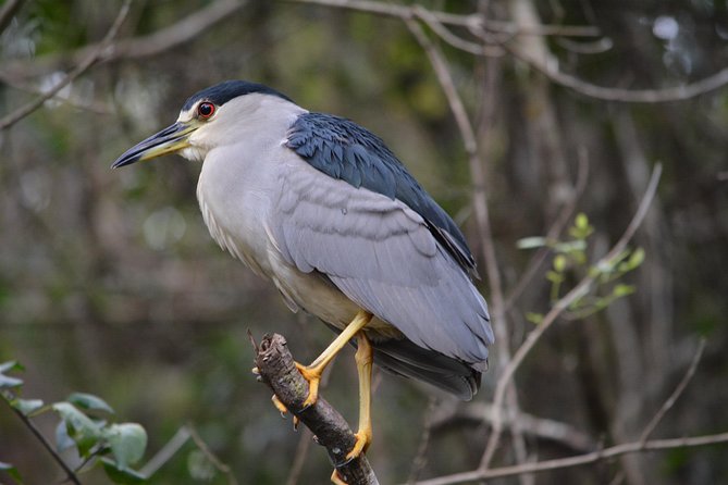 Everglades Kayak Safari Adventure Through Mangrove Tunnels - Health and Safety Considerations