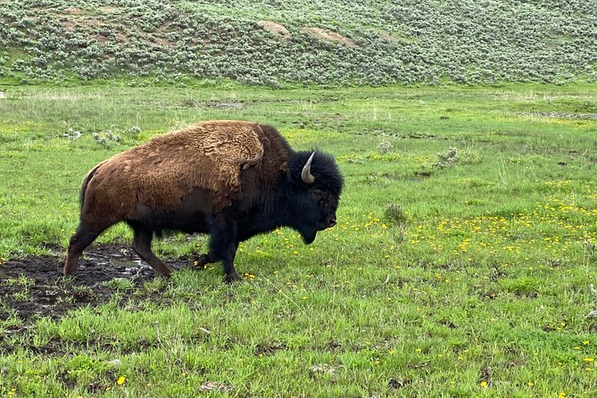 Exclusive Private Yellowstone Adventure: Explore The Lower Loop - Who Will Love This Tour?