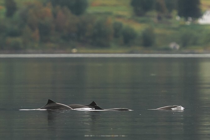 Explore the Norwegian Fjords and the Wildlife From Abisko - Additional Activities: Aurora Chasing