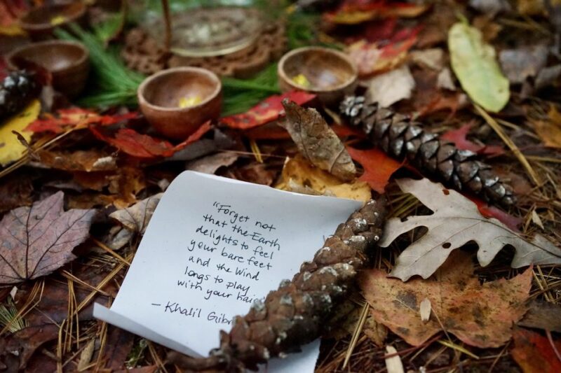 Forest Bathing & Nature Therapy Mini-Retreat - The Cost and Its Value