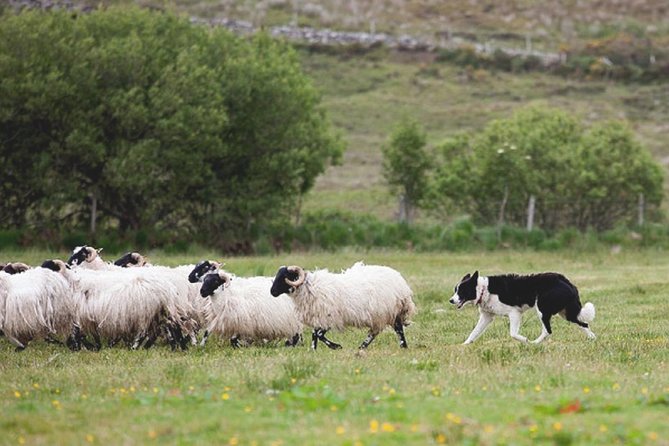 From Dublin: Wicklow, Glendalough, Waterfall & Sheepdog demo - Returning to Dublin: A Relaxed End to the Day